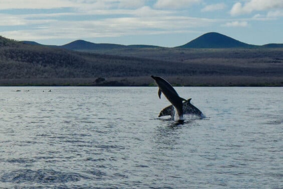 Isla Floreana: Eine magische Delfin-Begegnung, Schildkröten-Strand ...