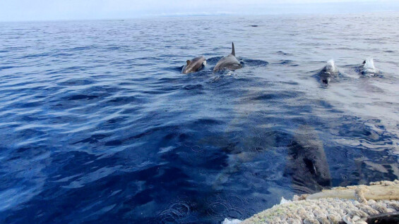 Isla Floreana: Eine magische Delfin-Begegnung, Schildkröten-Strand ...